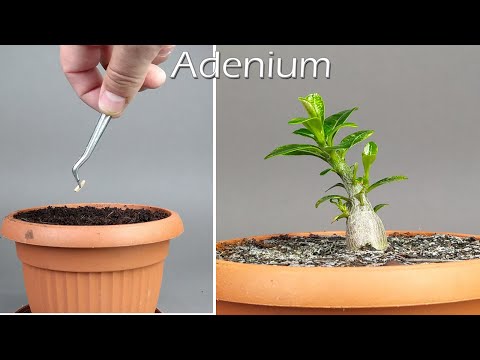 Growing ADENIUM From Seed - Time Lapse  in 100 Days #greentimelapse #gtl #timelapse