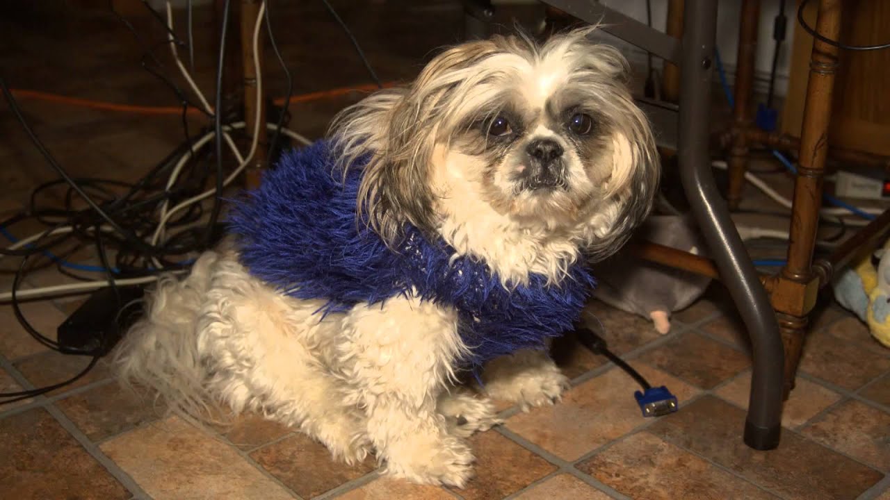 Akiva The Dog - A Video Movie 4-2-2011 - YouTube