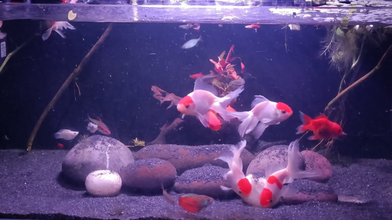 unbelievable quality gold red cap oranda and ranchu with other fish ...