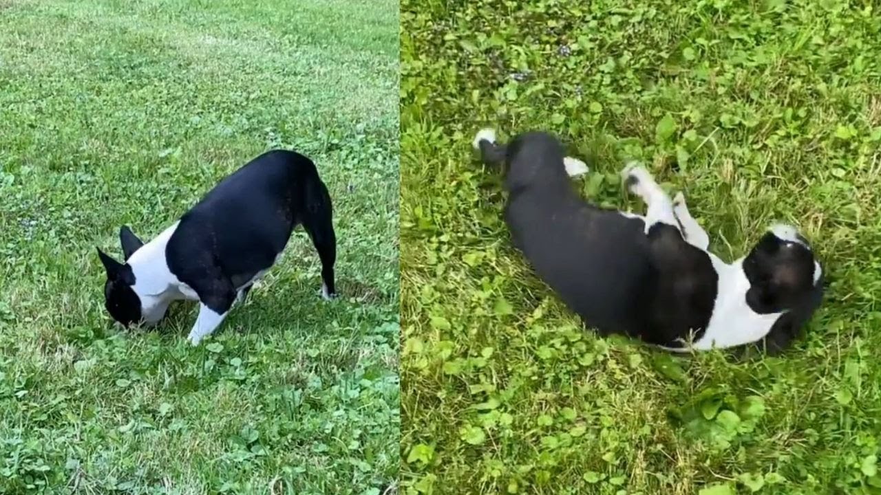 Boston Terrier Loves To Play Outside - YouTube