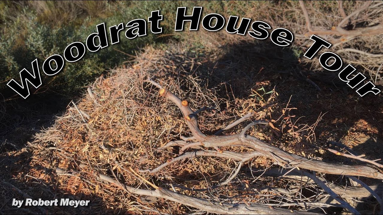 Dusky Footed Woodrat