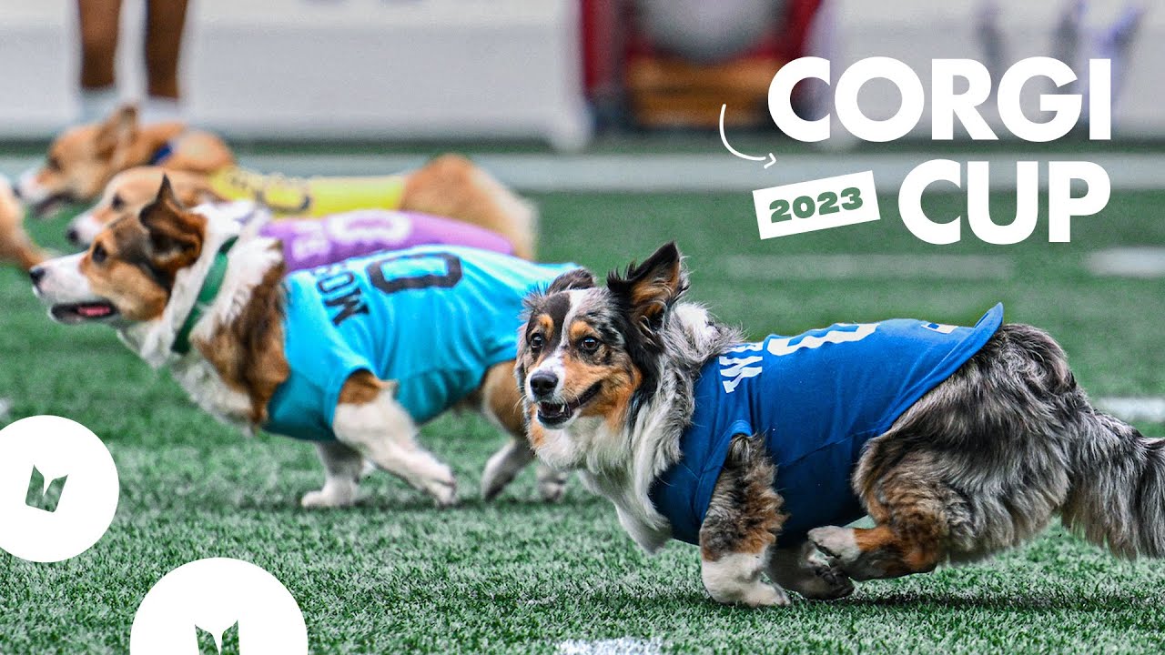 Seahawks Host 2023 Corgi Cup - YouTube