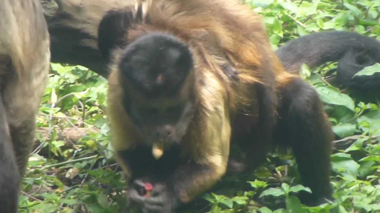 mono maicero carinegro mono silbador caí Brown capuchin monkey Capucin ...