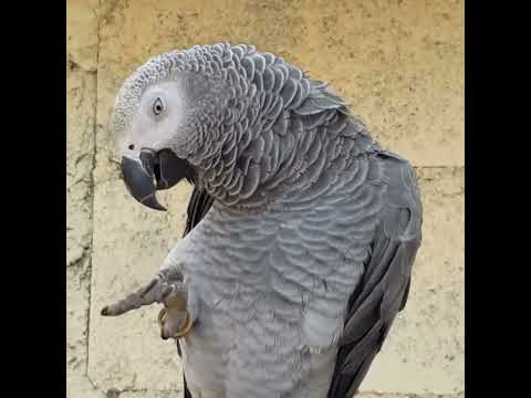 African grey parrot casco My kookoo have different sound of verities ...