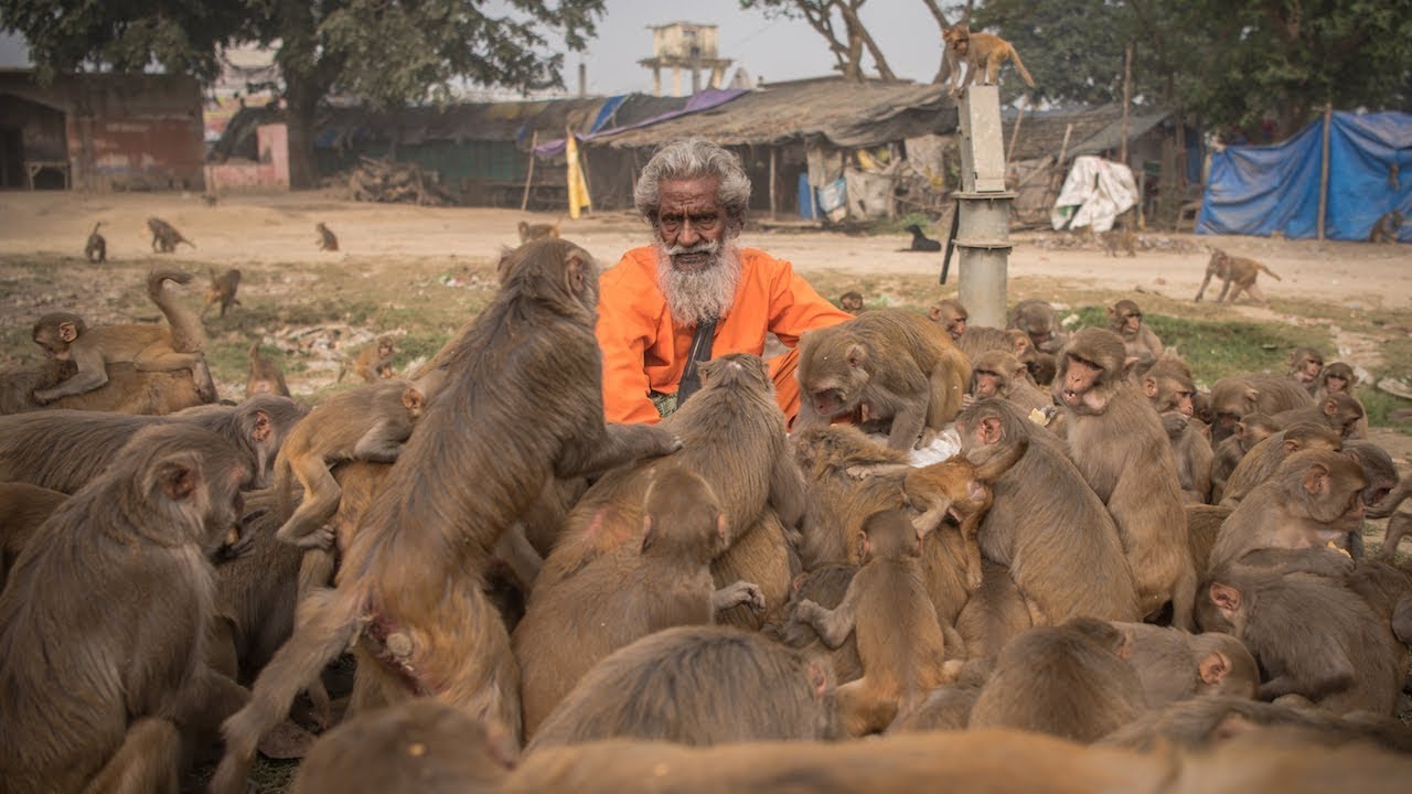 ‘Monkey Man’ Feeds Hundreds of Primates A Day - YouTube
