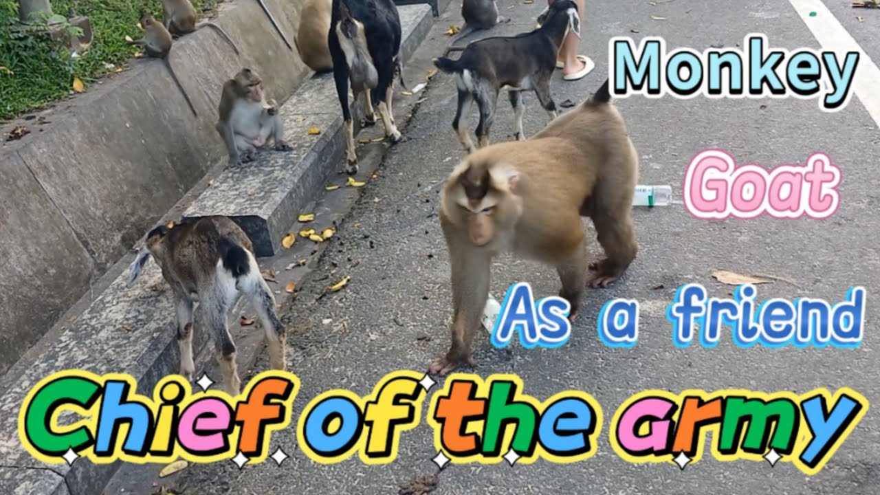 Wildlife Showdown: Monkeys vs Goats in the Wild! - YouTube