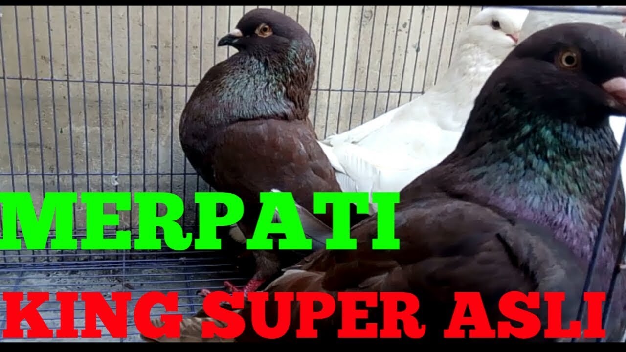 REVEIW!!!PERBEDAAN MERPATI KING ASLI&KING HASIL PERSILANGAN. - YouTube