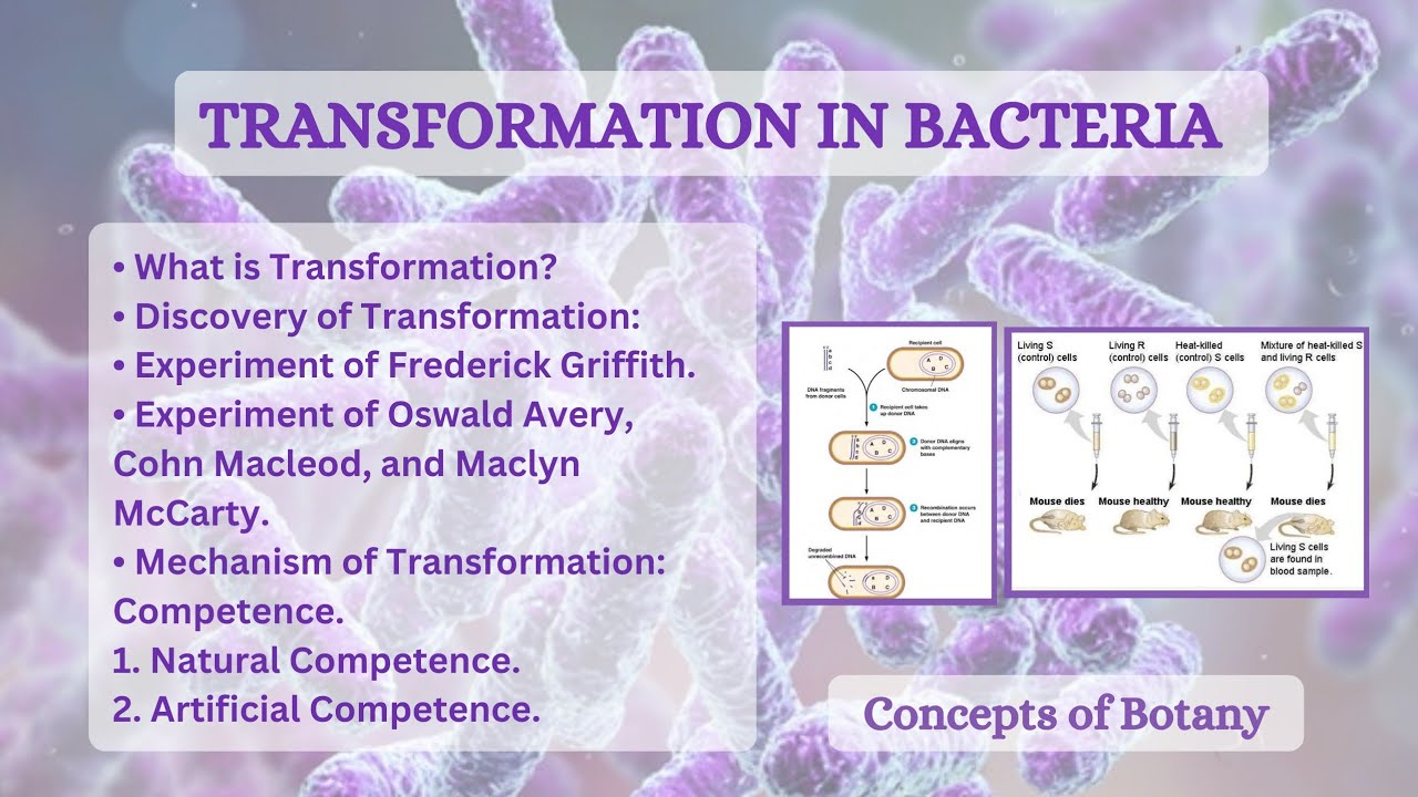 Transformation in Bacteria| Griffth Experiment |Natural & Artificial ...