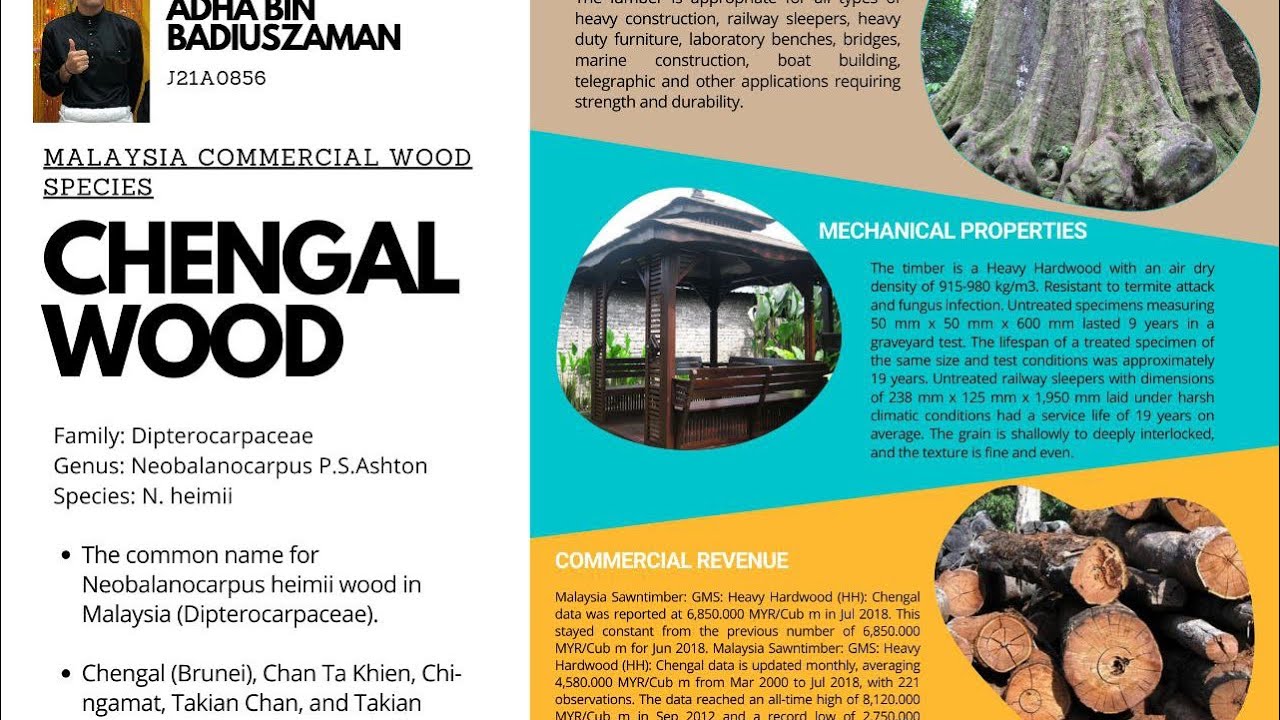 Malaysia Commercial Wood Species - Chengal Wood - YouTube