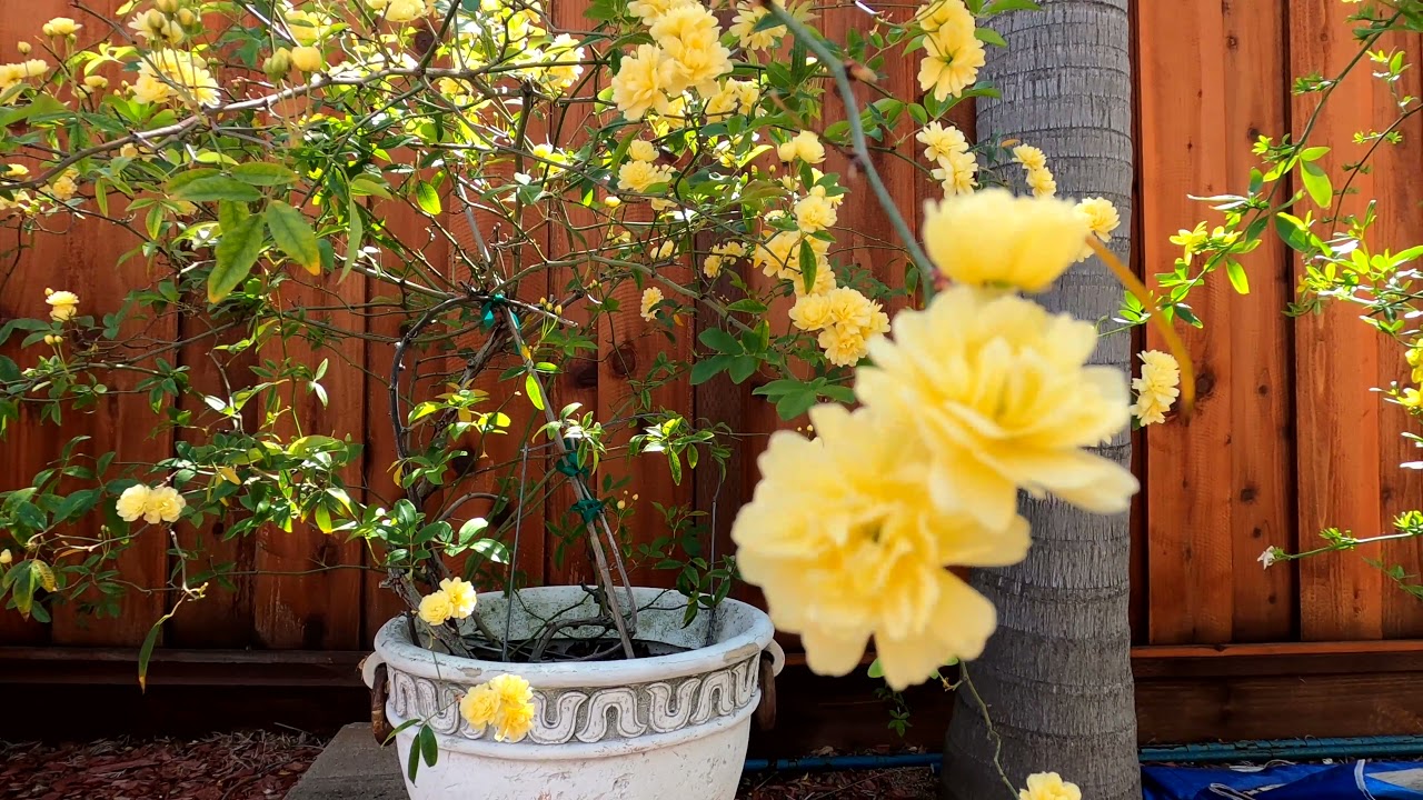 Lady Banks Rose (Rosa banksiae) - YouTube