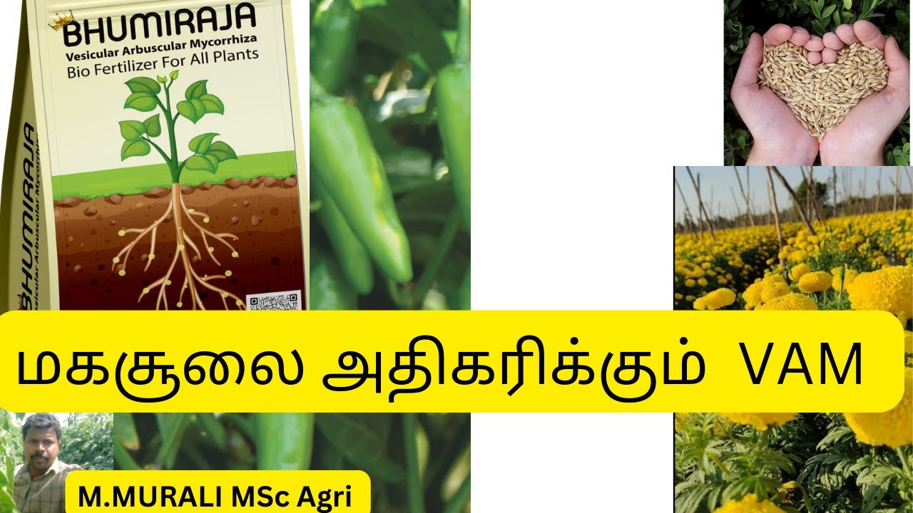 VAM organic bio fertilizer benefits in agriculture மகசூலை அதிகரிக்கும் ...
