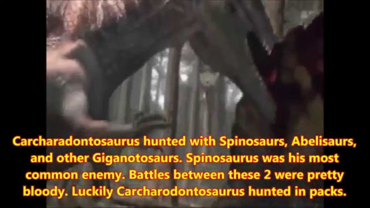 Prehistoric Fight Club Episode 23: Saurophaganax vs Carcharodontosaurus ...