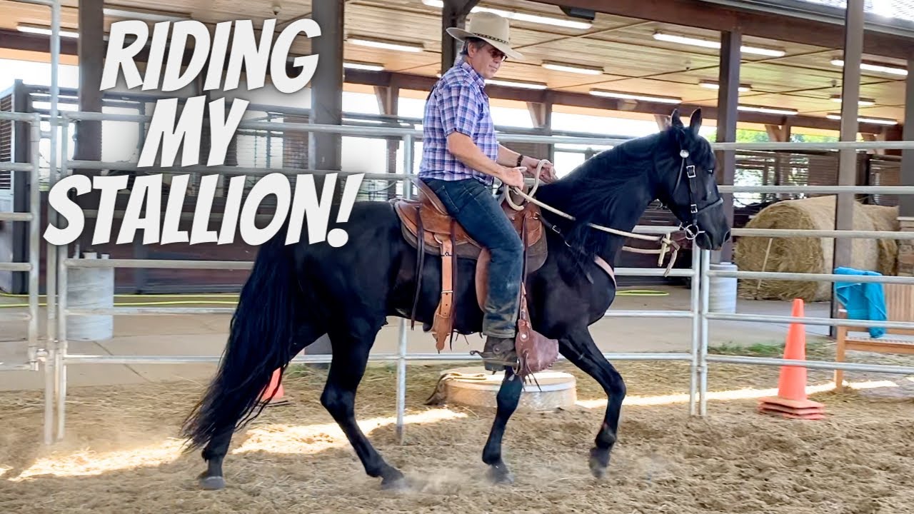 Riding My Stallion | While He's a Little Worked Up | Tennessee Walking ...
