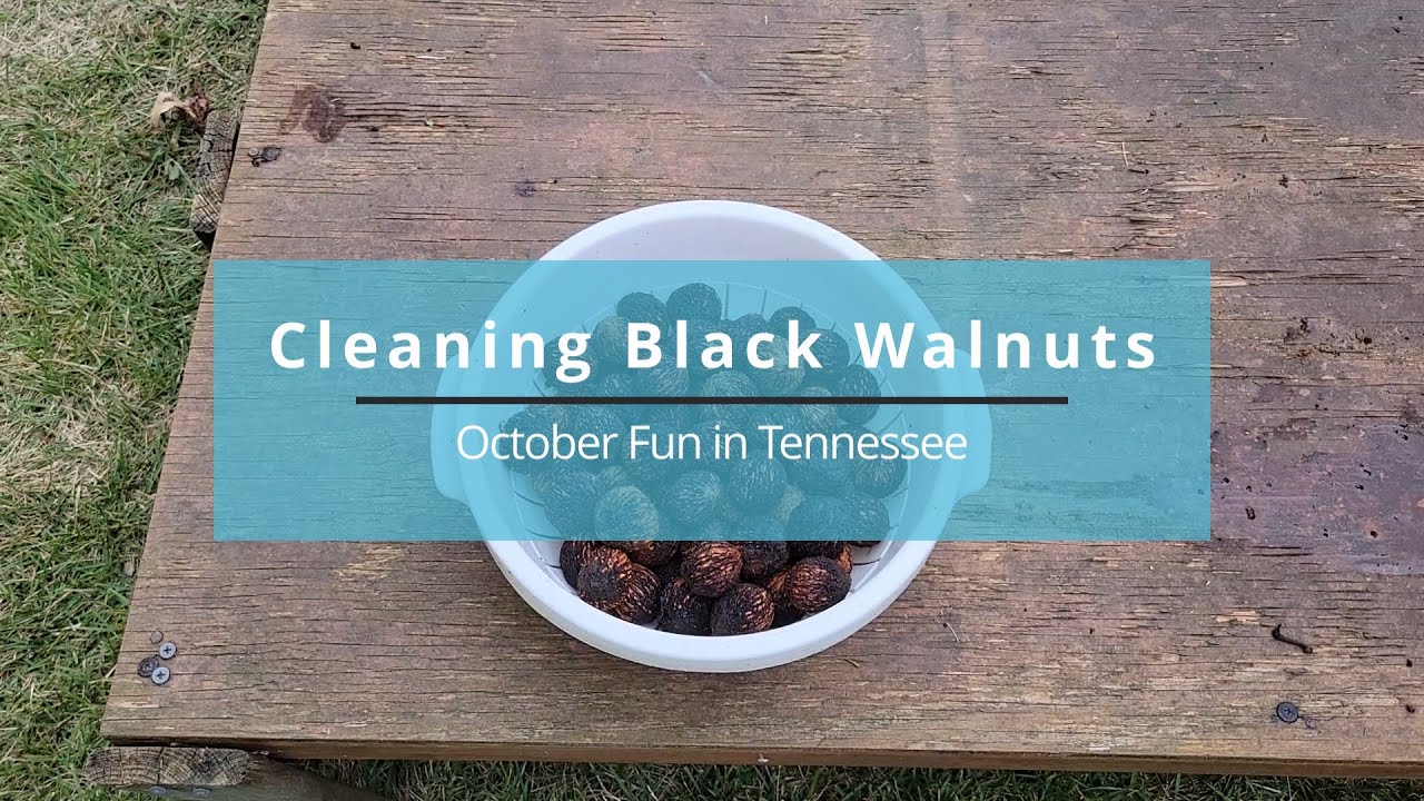 How to peel, clean, and prepare black walnuts (tutorial) - YouTube