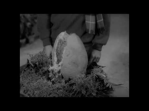 Alicia Foley Talking plant - YouTube