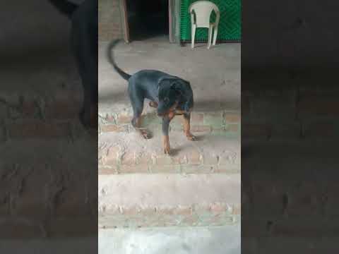 angry Rottweiler dog puppy 😡 / aggressive Rottweiler dog puppy 🐕 ...