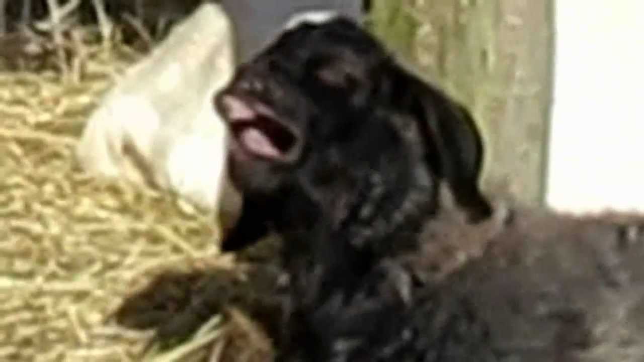 Goat yawn: Bob Edition - YouTube