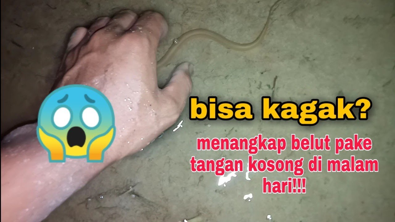 tangkap belut di malam hari daerah Bulukumba - YouTube