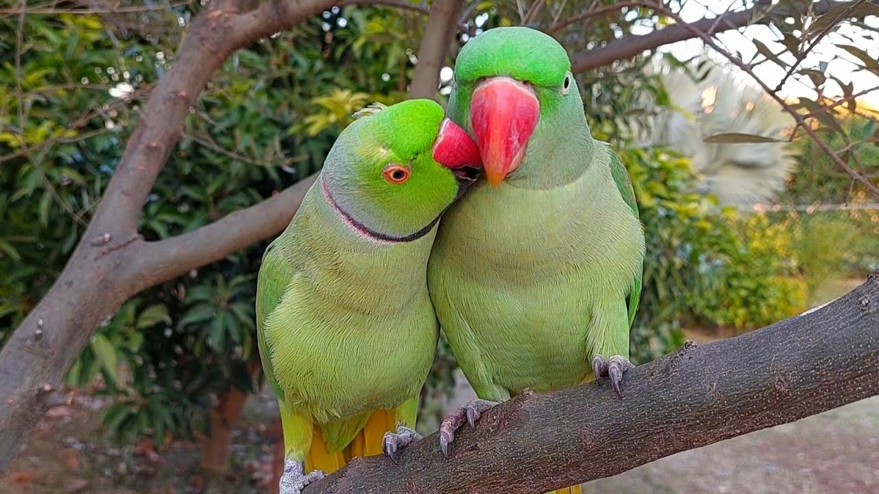 Lovely Talking Ringneck Parrot Chirping Loud - YouTube