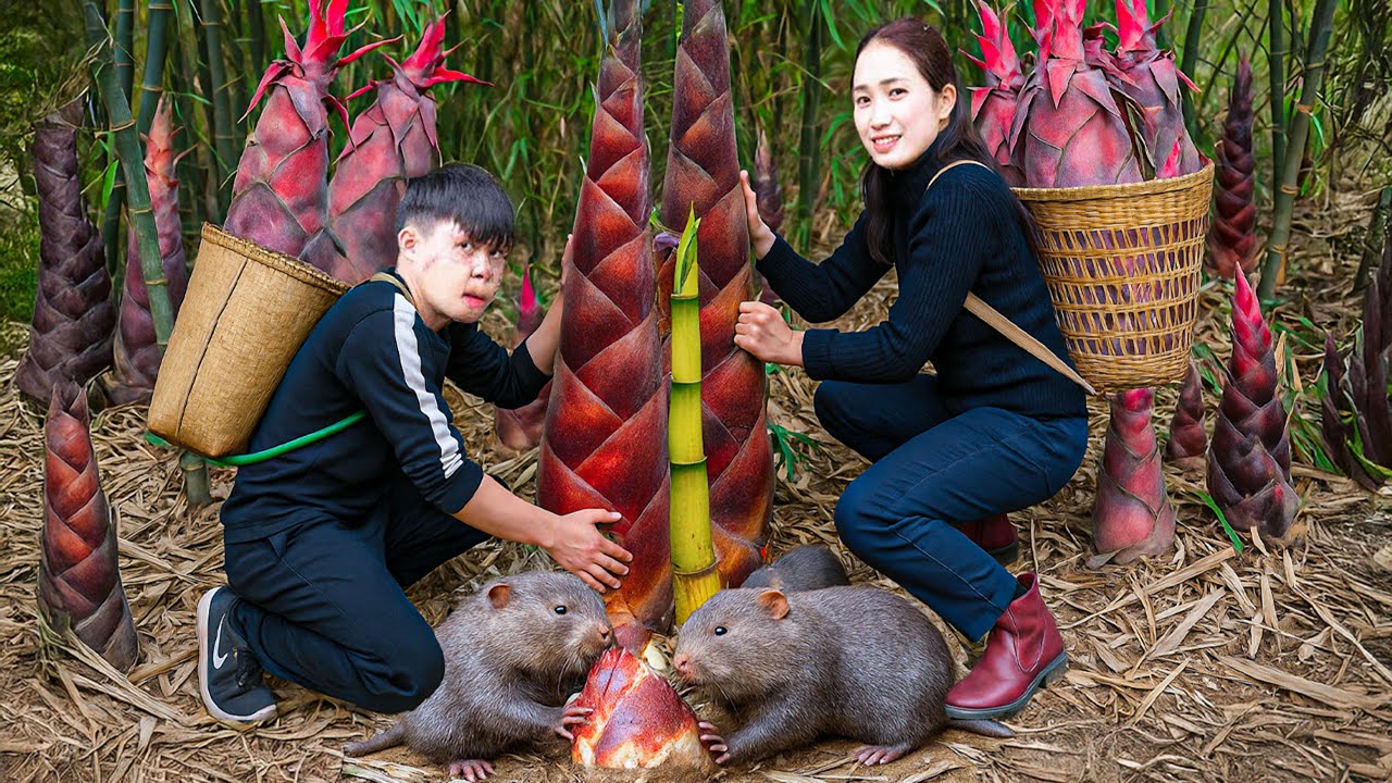 Harvesting Rare Red Bamboo Shoot, Grilled Bamboo Shoot with herb ...