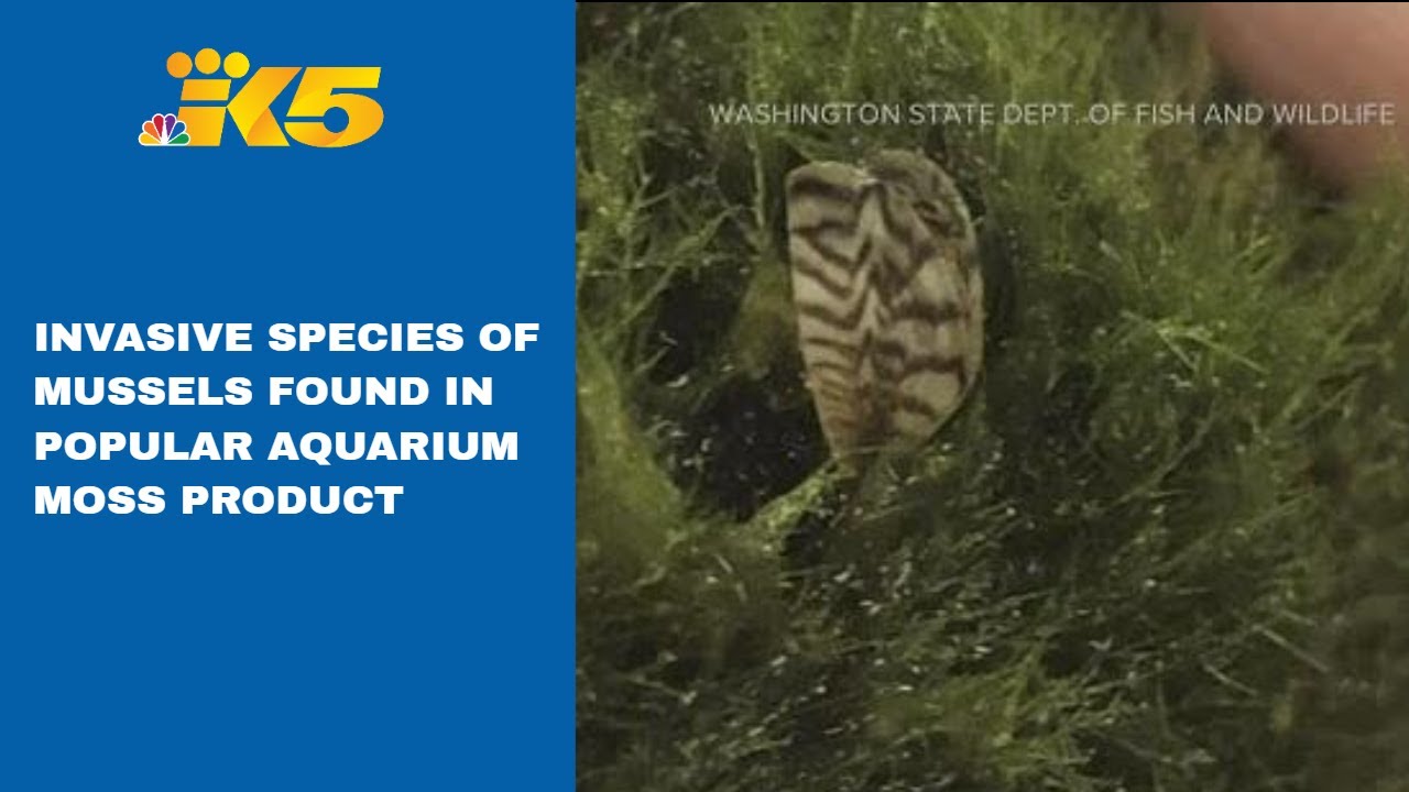 Invasive zebra mussels found in popular aquarium product - YouTube