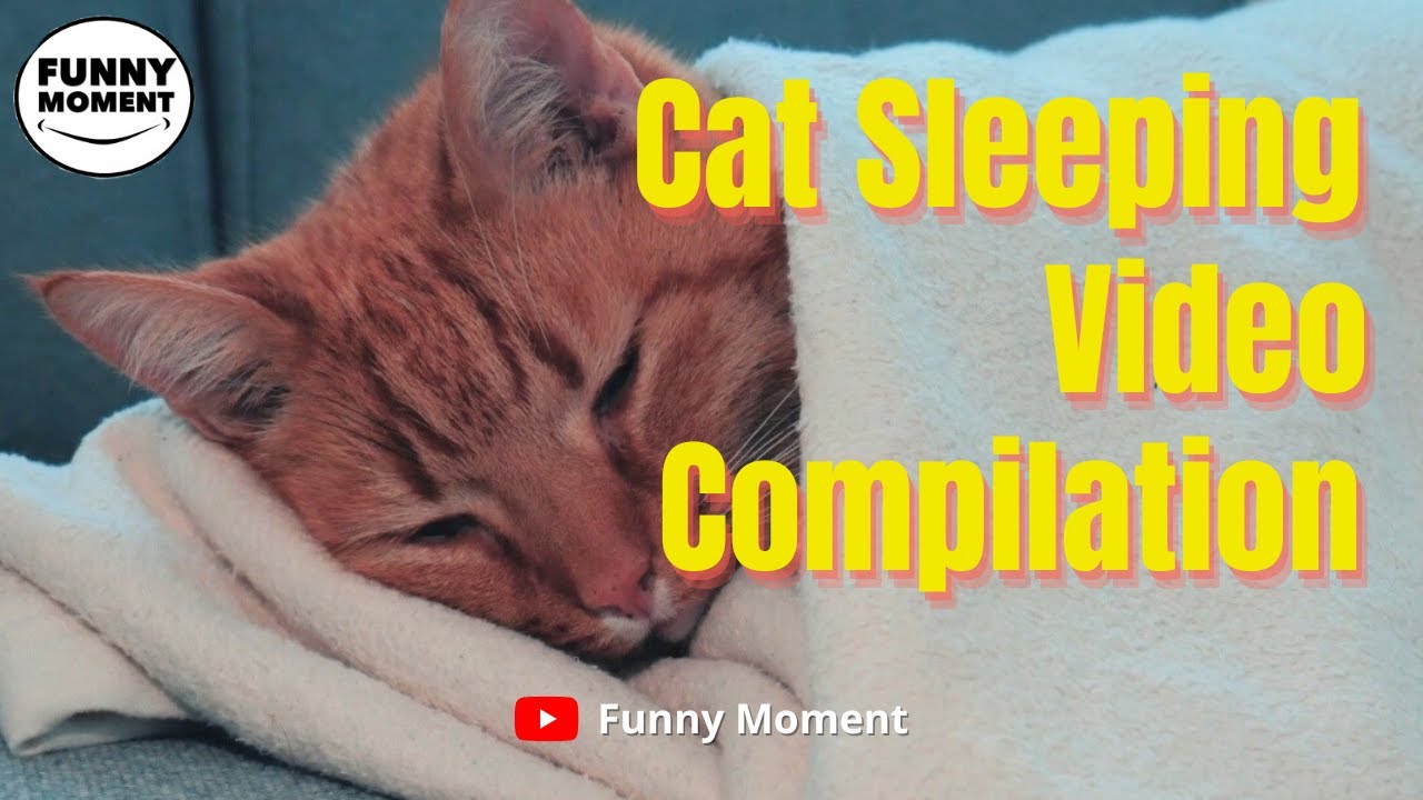 Funny moment - Animal video || Funniest cat sleeping video compilation ...