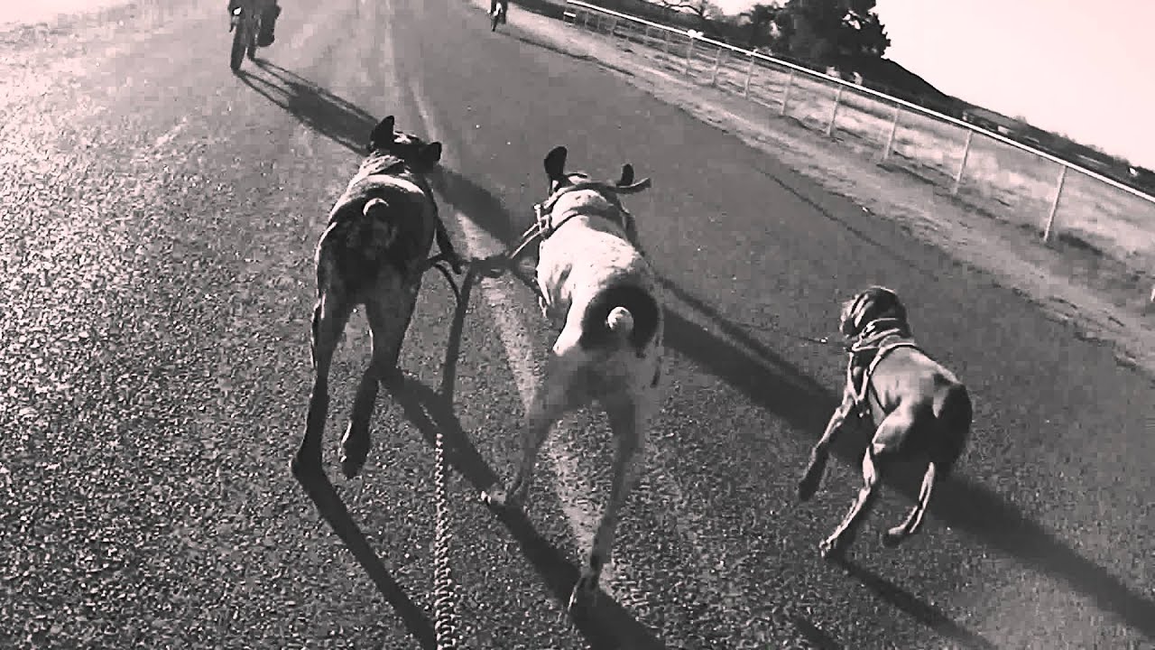 The Kids Taking the GSP's on a Wagon Run - YouTube