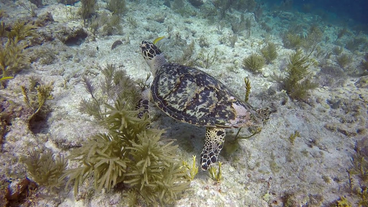 DIVING KEY LARGO SEA TURTLE ENCOUNTER - YouTube