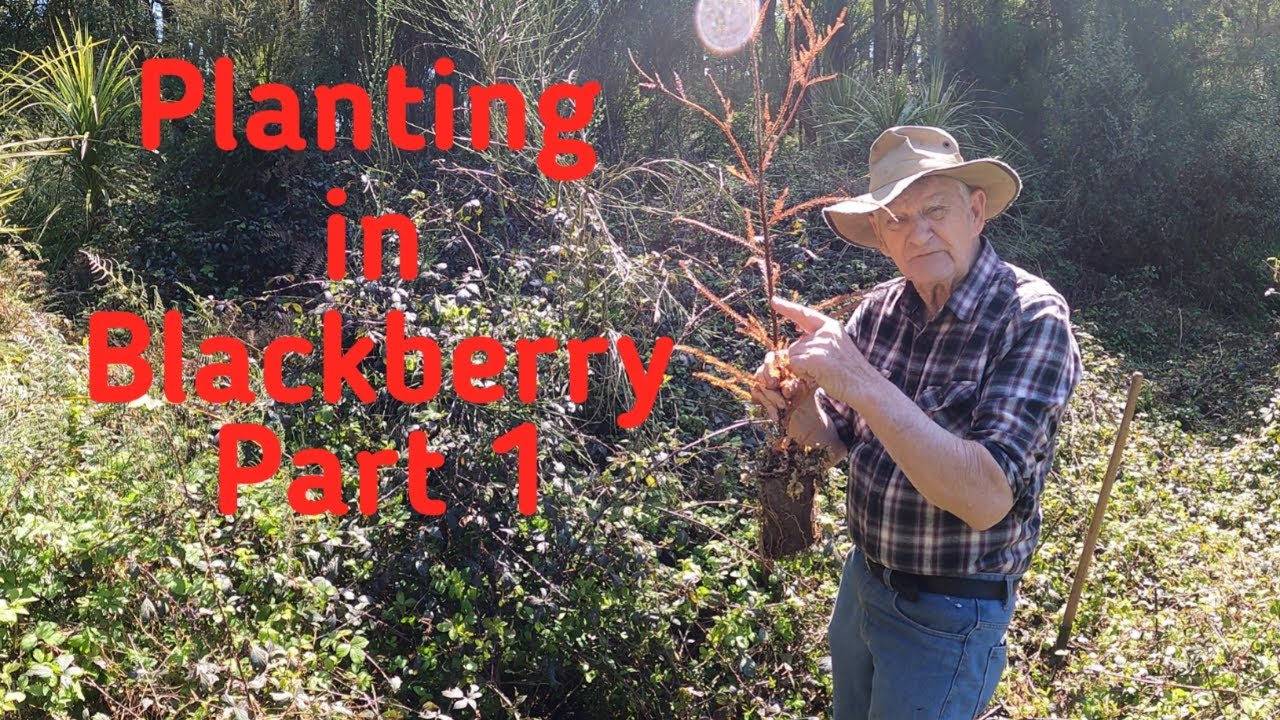 Plant native trees New Zealand. Plant in Blackberry Part 1. Te Ngahere ...