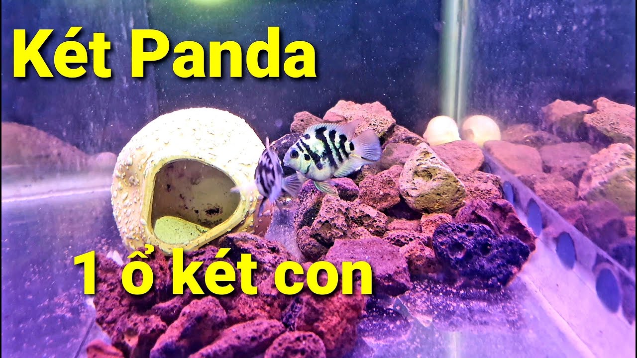 Xem cá két panda sinh sản giữ tổ két con - YouTube