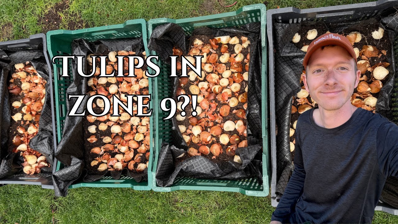 Planting tulips in crates! // Zone 9b - YouTube