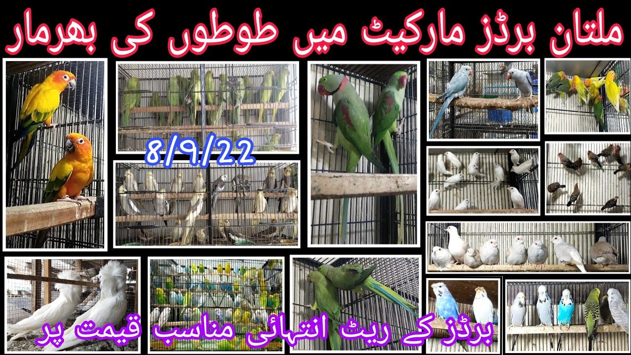 Multan birds price update market in pakistan / How to birds online ...