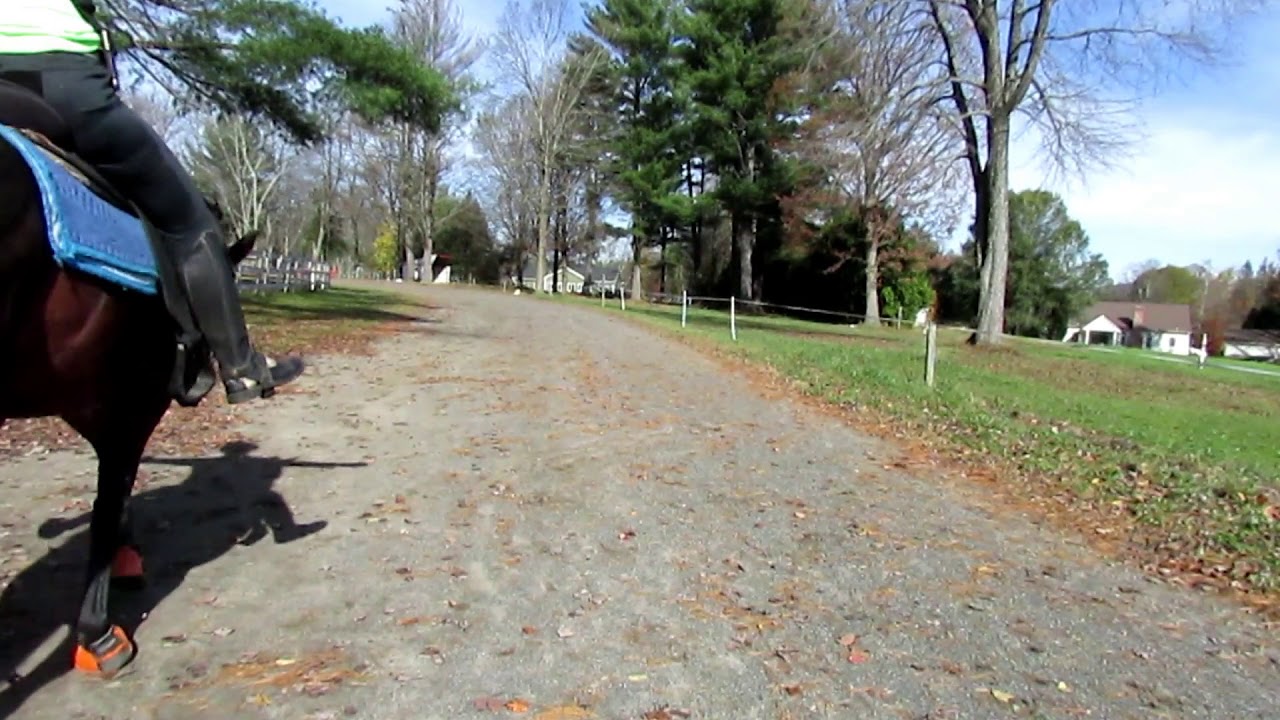 Standardbred Horse Saddle Gait Training 1 - YouTube