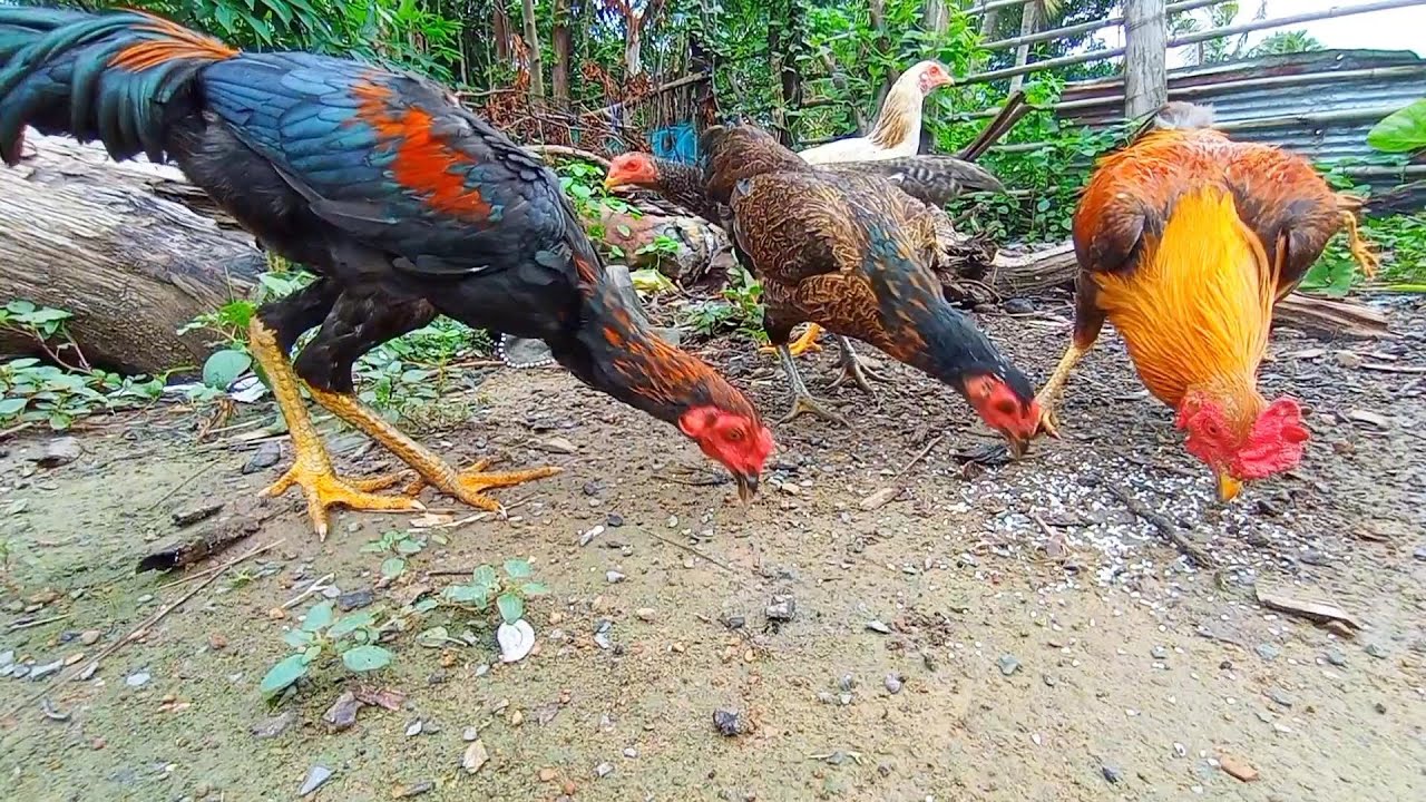 Cute Chicken Moments Of The Chicken Sounds 🐔 - YouTube