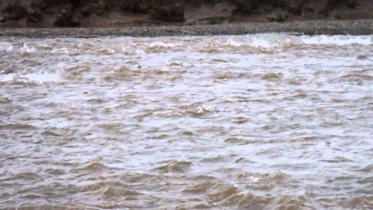 Spawning Striped Bass - YouTube