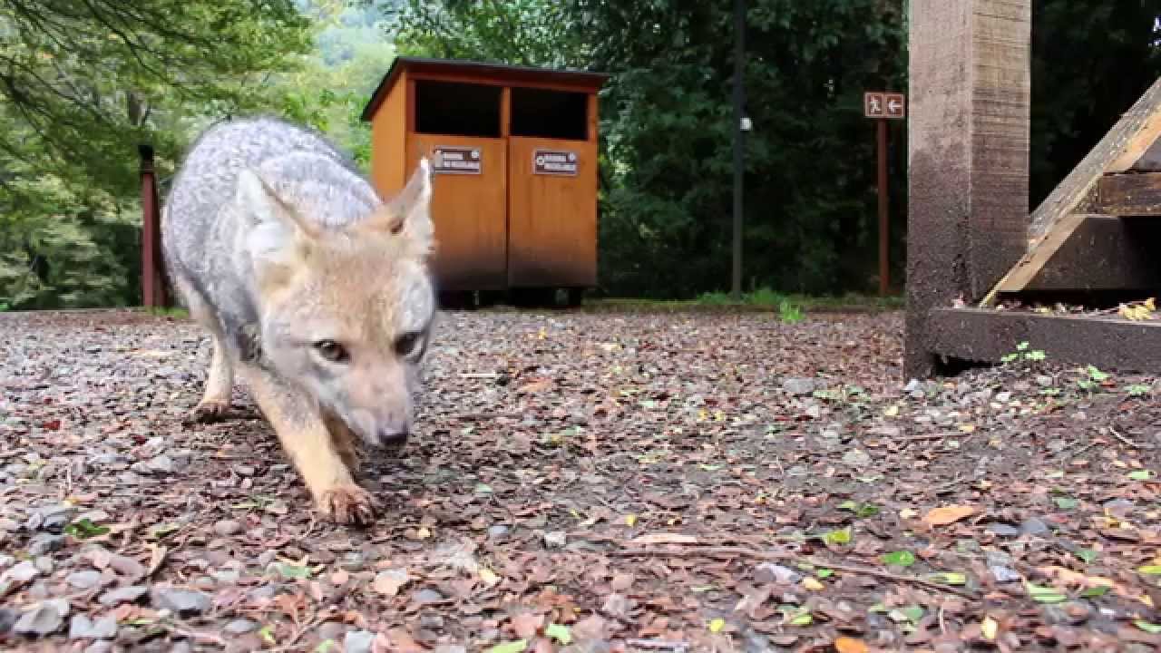 Wild Fox Eats Cheese - YouTube