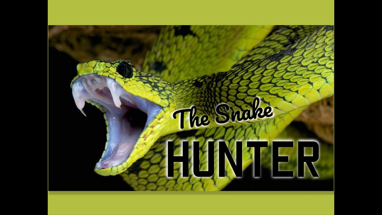 The Snake Hunter - Episode 4 - YouTube