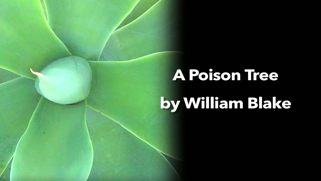 A Poison Tree by William Blake - YouTube