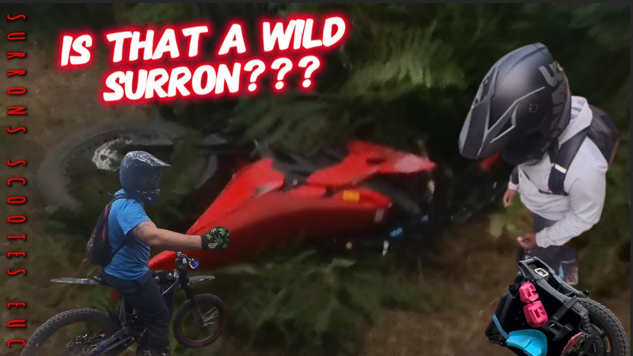 wild surrons - YouTube