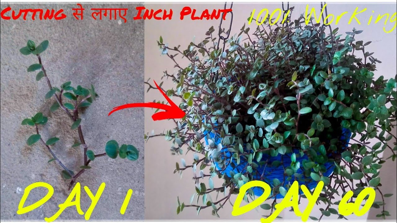 Easy To Propagate Creeping Inch Plant || Oxygen - YouTube