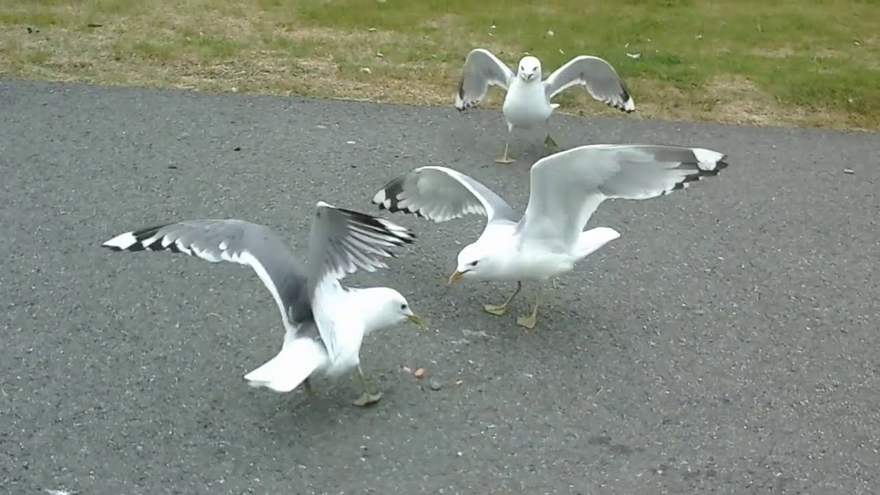 The hungry birds/ Baakjimiuh47 - YouTube