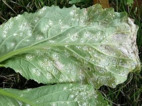 ALBUGO CANDIDA or CYSTOPUS CANDIDUS - YouTube