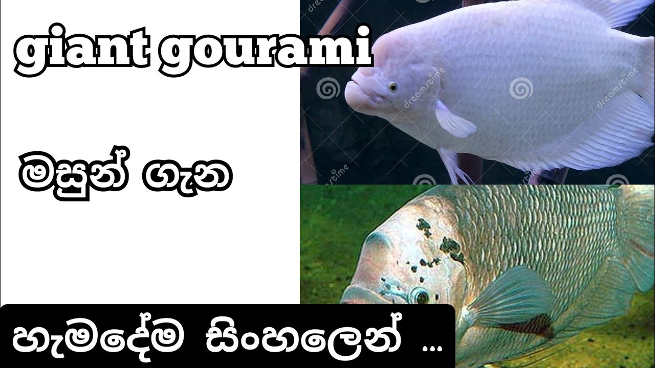 Giant Gourami care in sinhala | fish lover sri lanka - YouTube