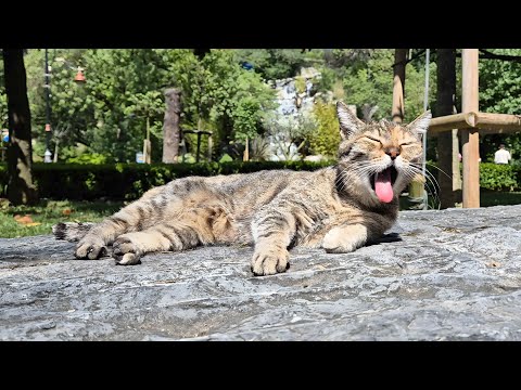 Şəlalənin yanında yaşayan sevimli küçə pişiyi