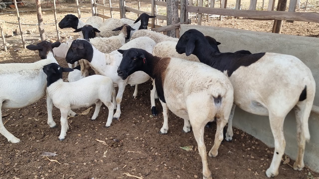 LOTE DE 10 OVELHAS DORPER A VENDA PELA CENTRAL OVINOCAPRINO CONTATO (87 ...