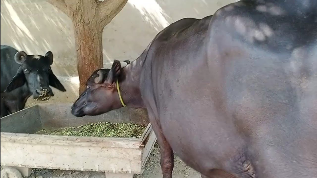 Watch 2 pure neeli neeli buffalo for sale on YouTube arifwala ...
