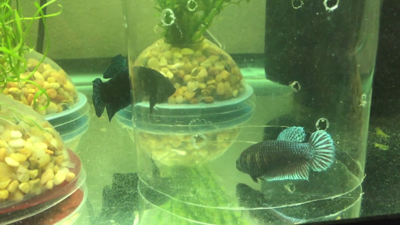 SUPERMAN BETTA PROJECT #3 - YouTube