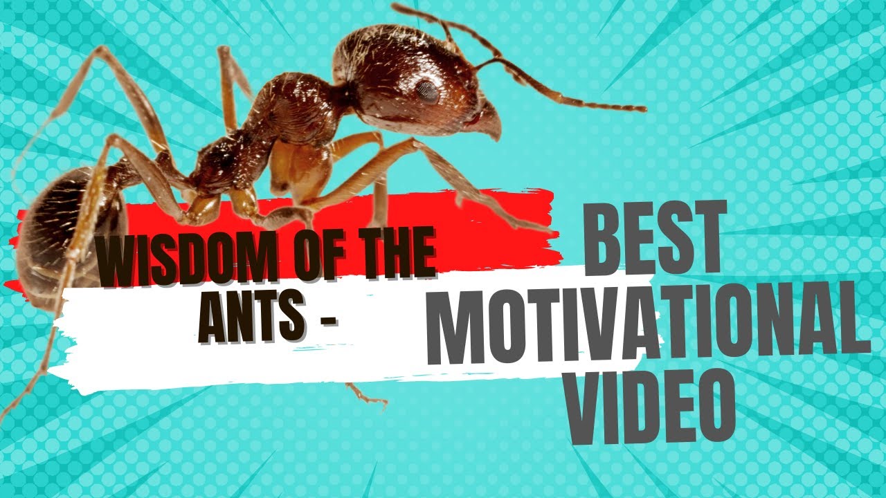 The Wisdom of the Ants - The Best Motivational Video You'll Ever Watch ...
