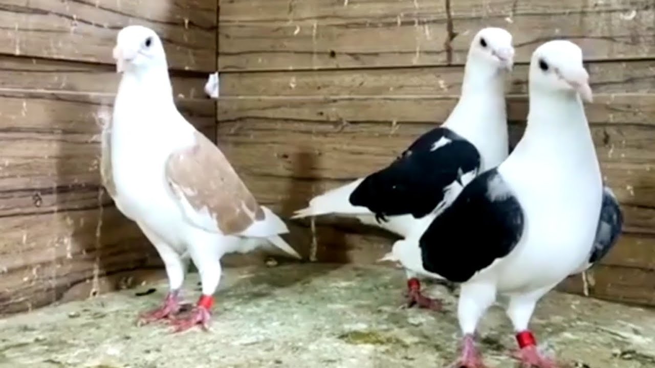 Beautiful pigeons / الحمام الجميلة #pigon #कबूतर #kabutar #কবুতর # ...
