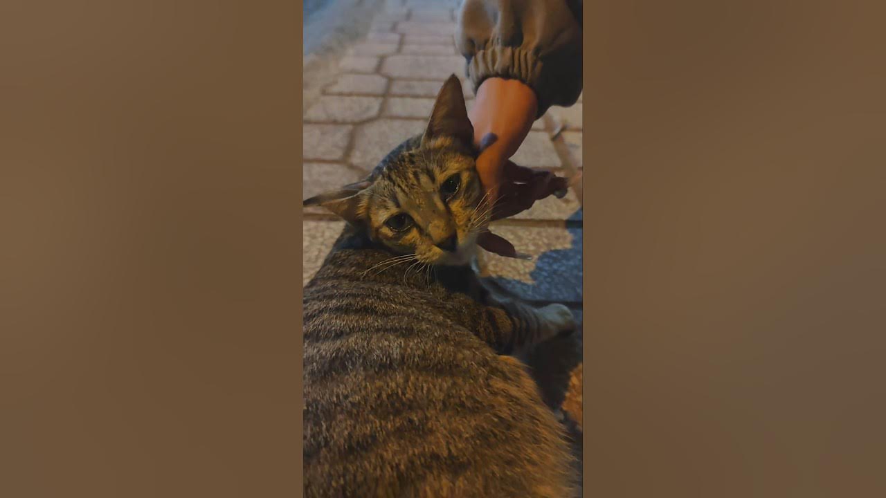 Mèo khóc! #cat #cry #chalycom #lover - YouTube